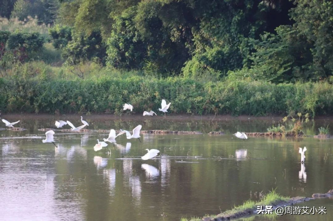 Hidden in Guangzhou Zengcheng Egret Resort - iNEWS