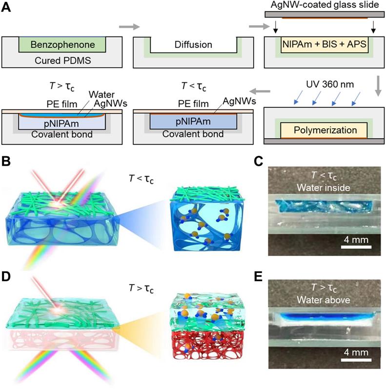 All-weather hydrogel thermochromic windows for simultaneous solar and ...