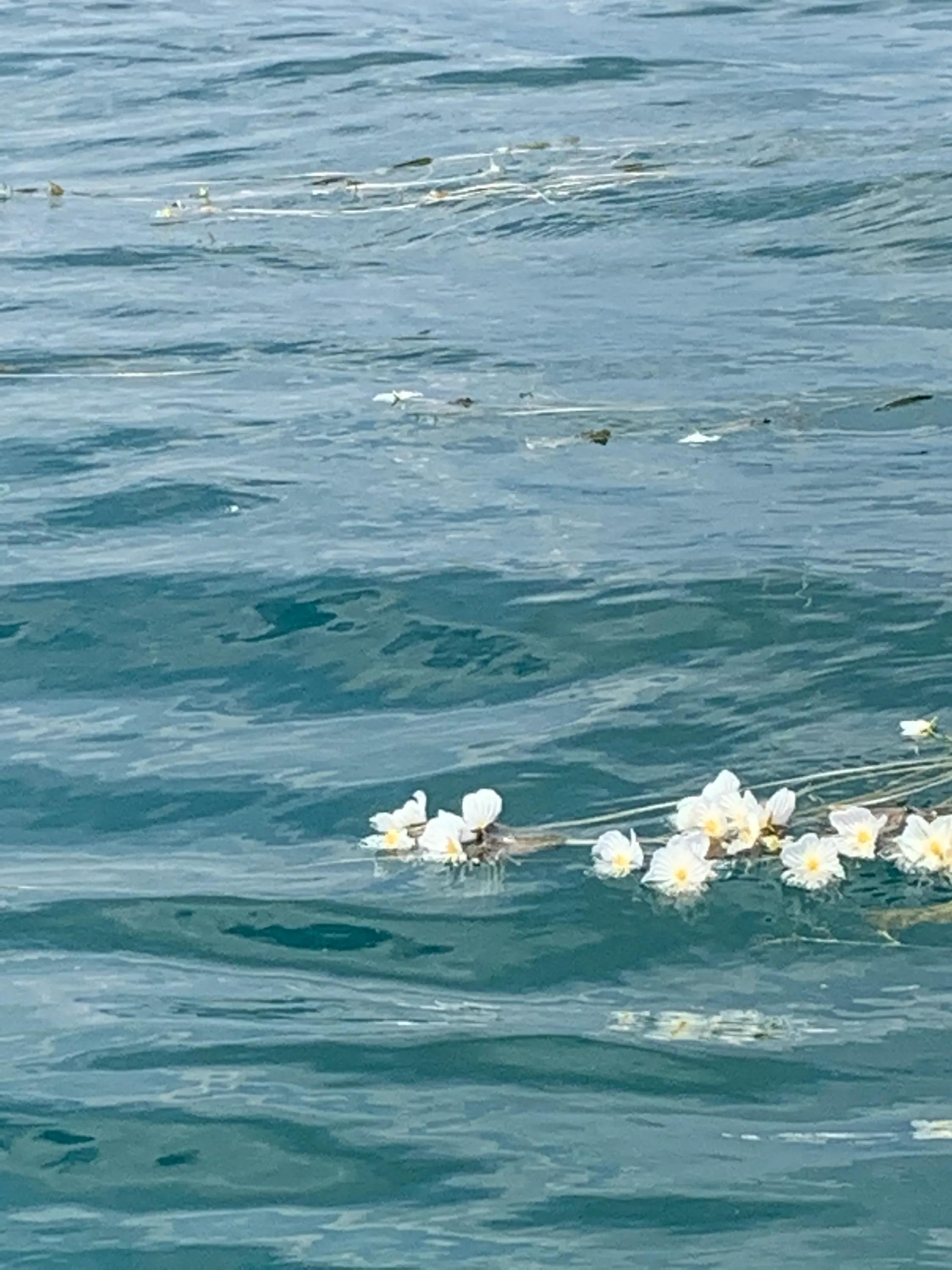 Such a pure and graceful flower is actually called a "watery poplar ...