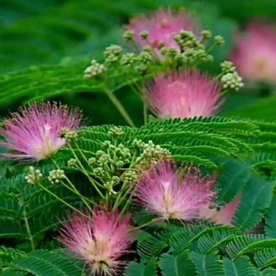Exploring the Miraculous Power of the Albizia Tree: A Wilderness Farmer ...