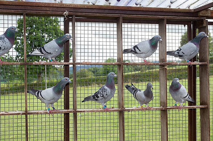 Pigeon moulting, well raised is the champion - iNEWS