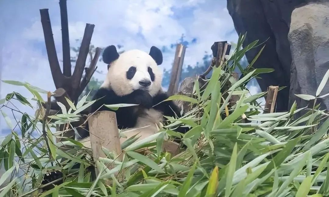 The giant pandas in the United States have been tortured and their ...