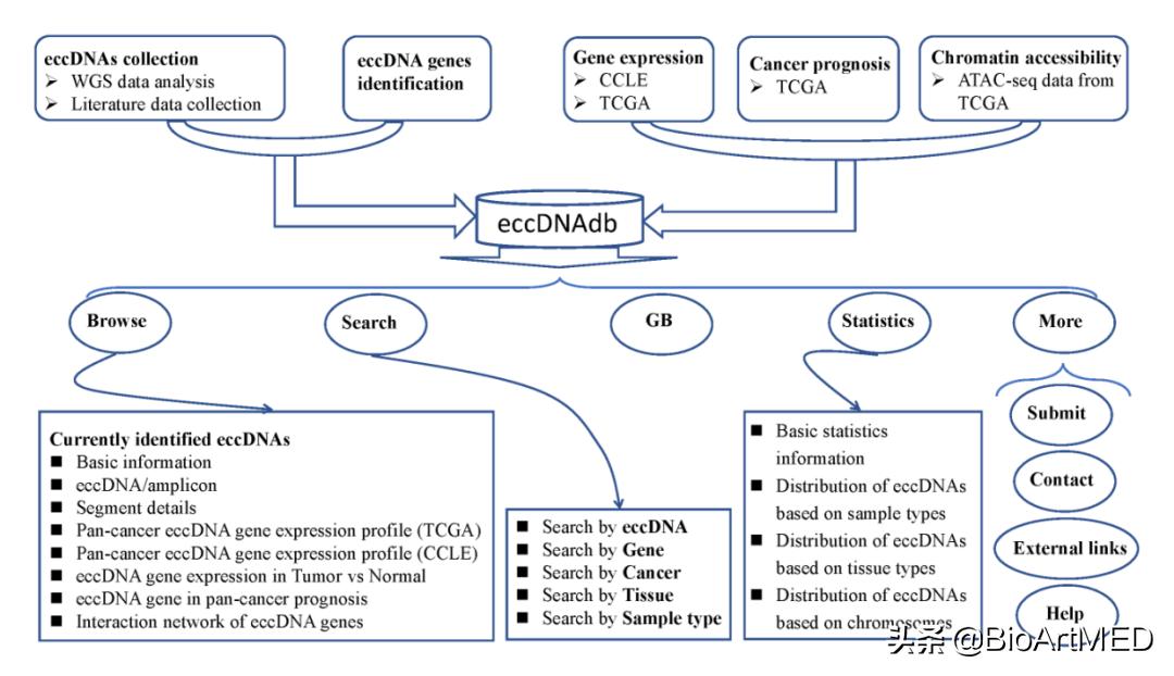 The first human tumor extrachromosomal circular DNA database - eccDNAdb released - iNEWS