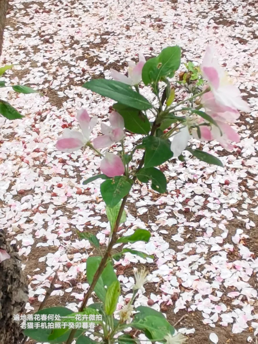Brother and sister Yang Chengbin and Yang Yanhua jointly compose poem ...