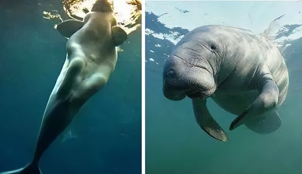 It turns out that mermaids are real, but unfortunately they are extinct ...