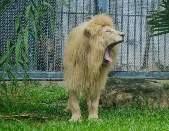 The lion with Qi Liuhai is very cute, and the curly-haired lion is also ...