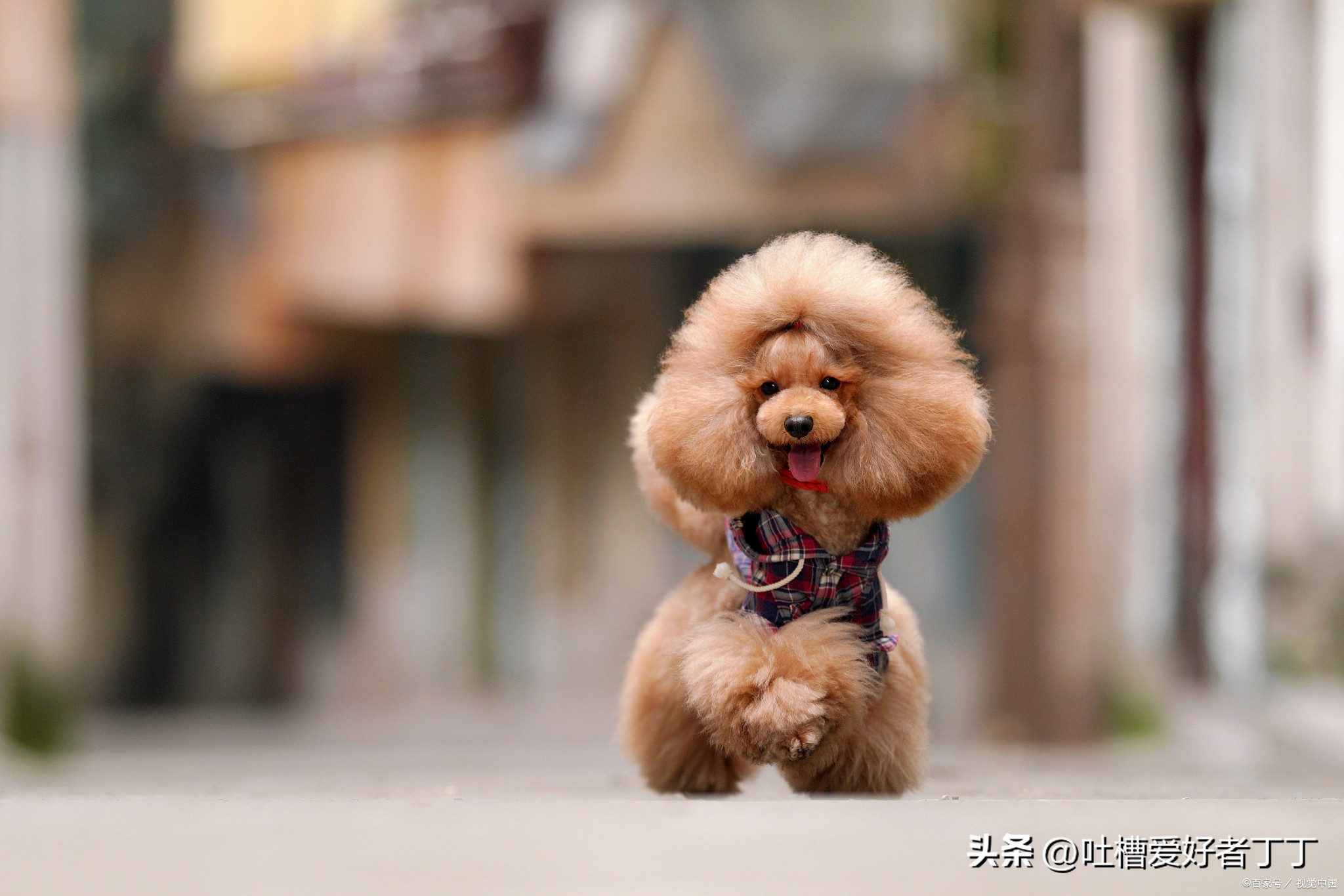 What is the lifespan of Teddy dogs? - iNEWS