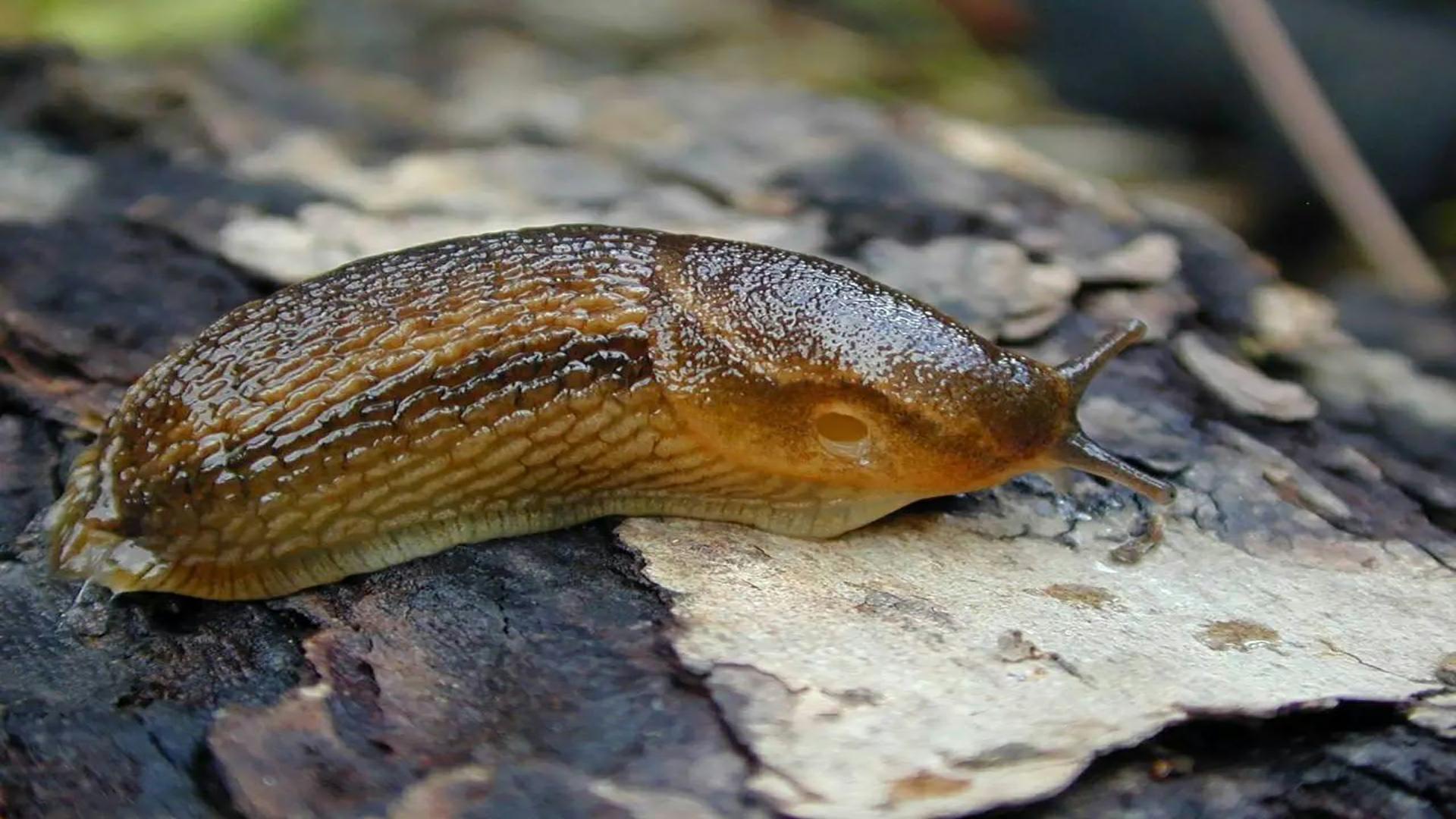 Do you know the eight big and small bugs that are common in rural areas ...