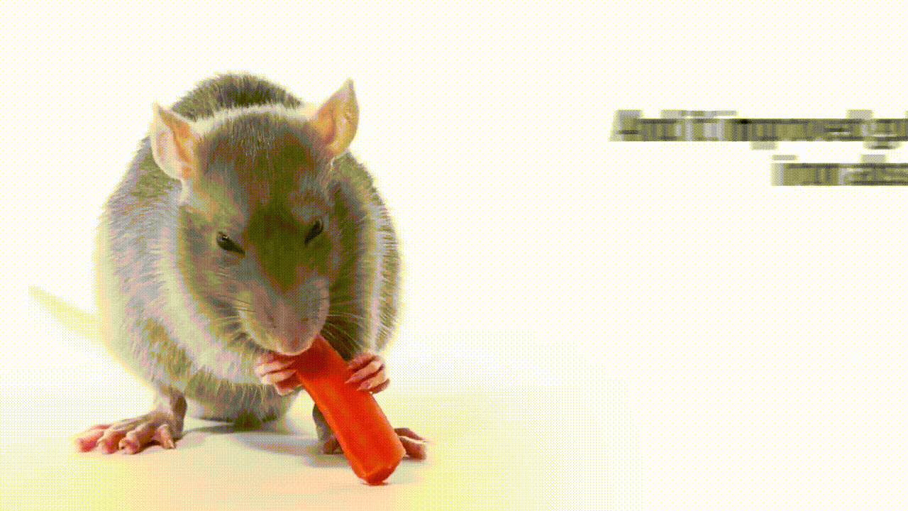 Are humans creating "intelligent creatures"?Research finds that mice ...