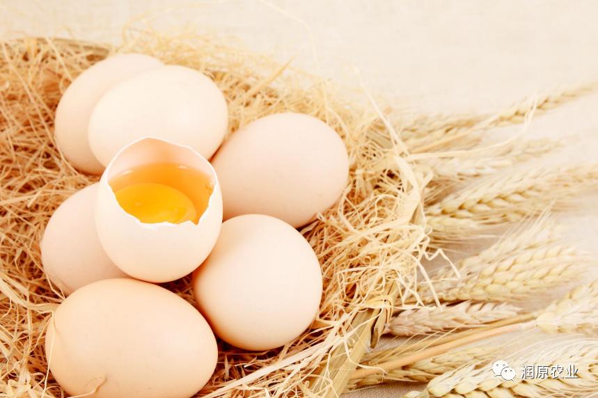 Selenium-enriched eggs for health - iNEWS