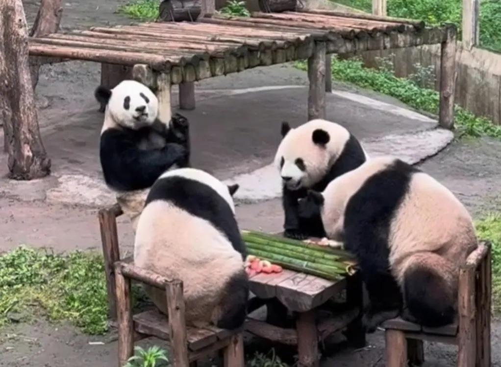 The gentlest mother Ershun in the panda world and the lovely Yu Ke and ...