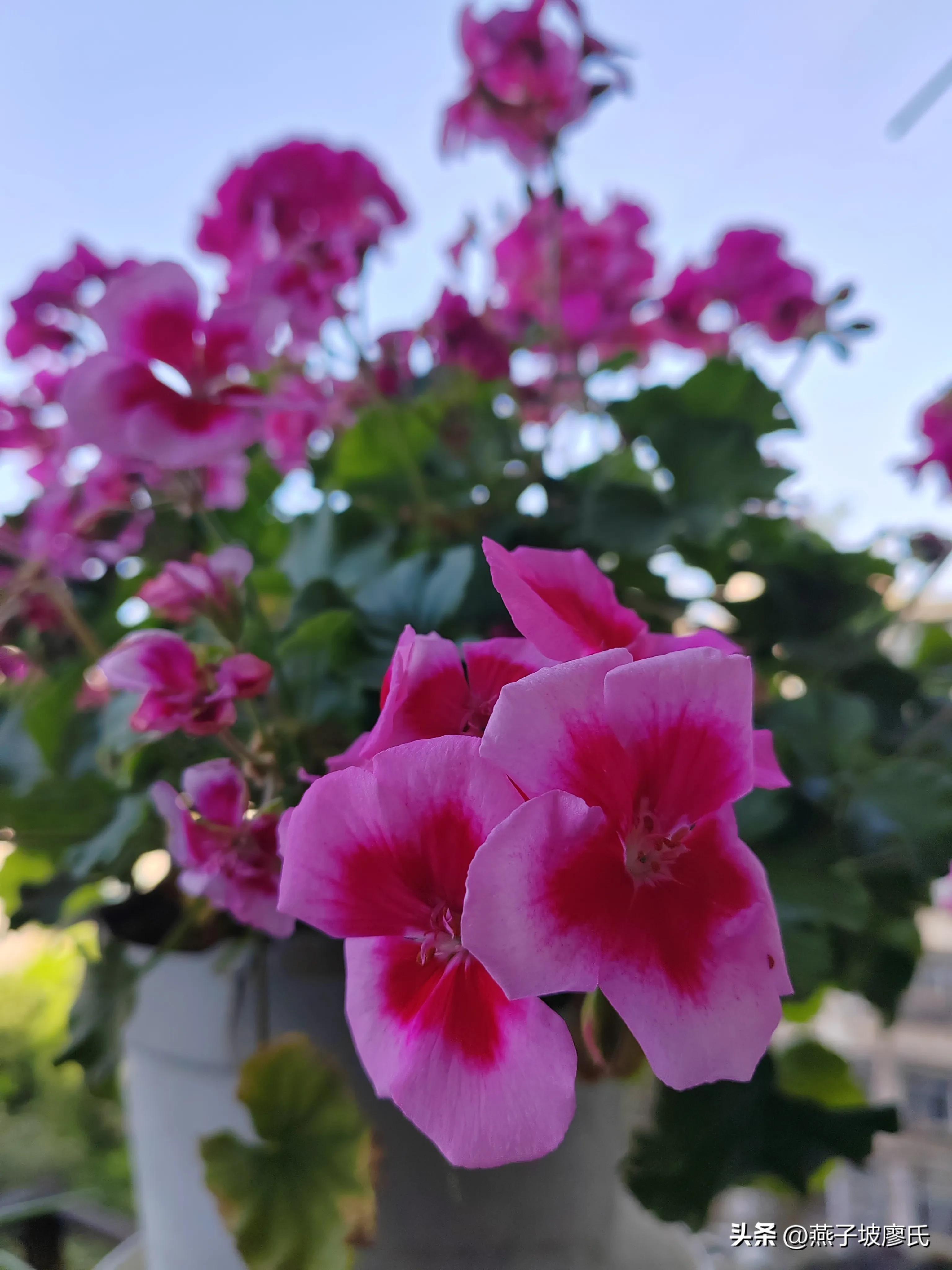 Life is like a flower, cherish it - iNEWS