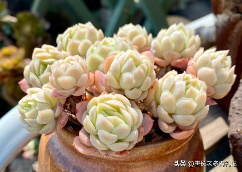 Bingmei and Gemini Berry are two types of succulents that have been ...