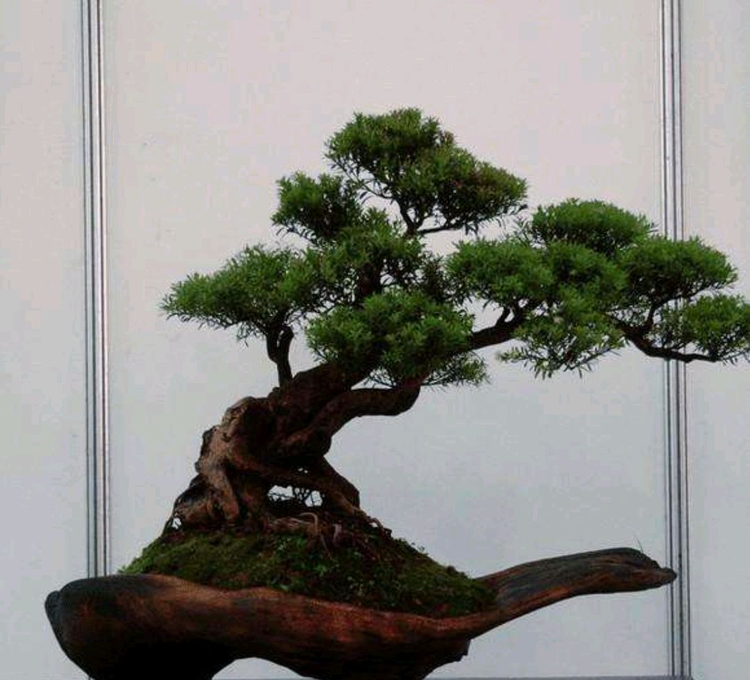 If you want to be beautiful in the posture of Luo Hansong in spring ...