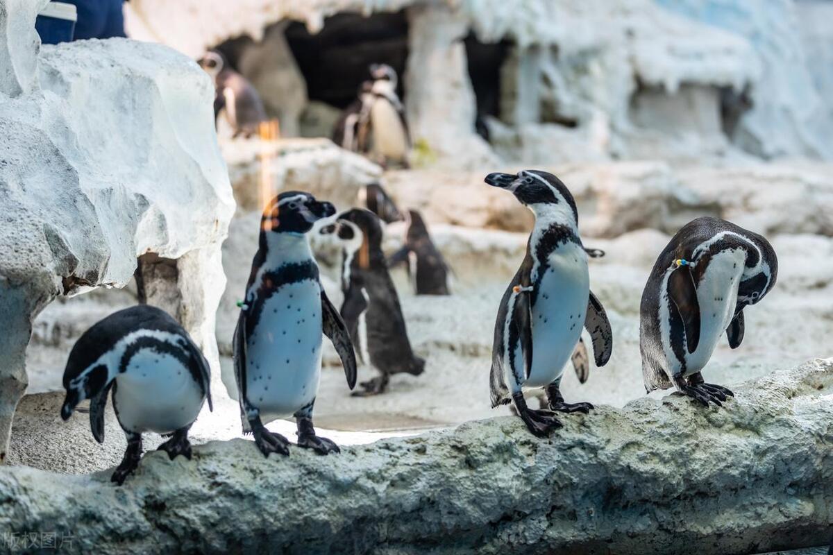 Dozens of endangered penguins die after being stung in the eye by ...