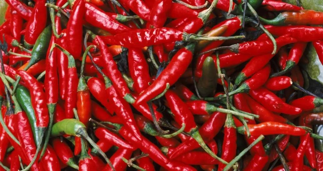 Chili, a must for "spicy" hands - iNEWS