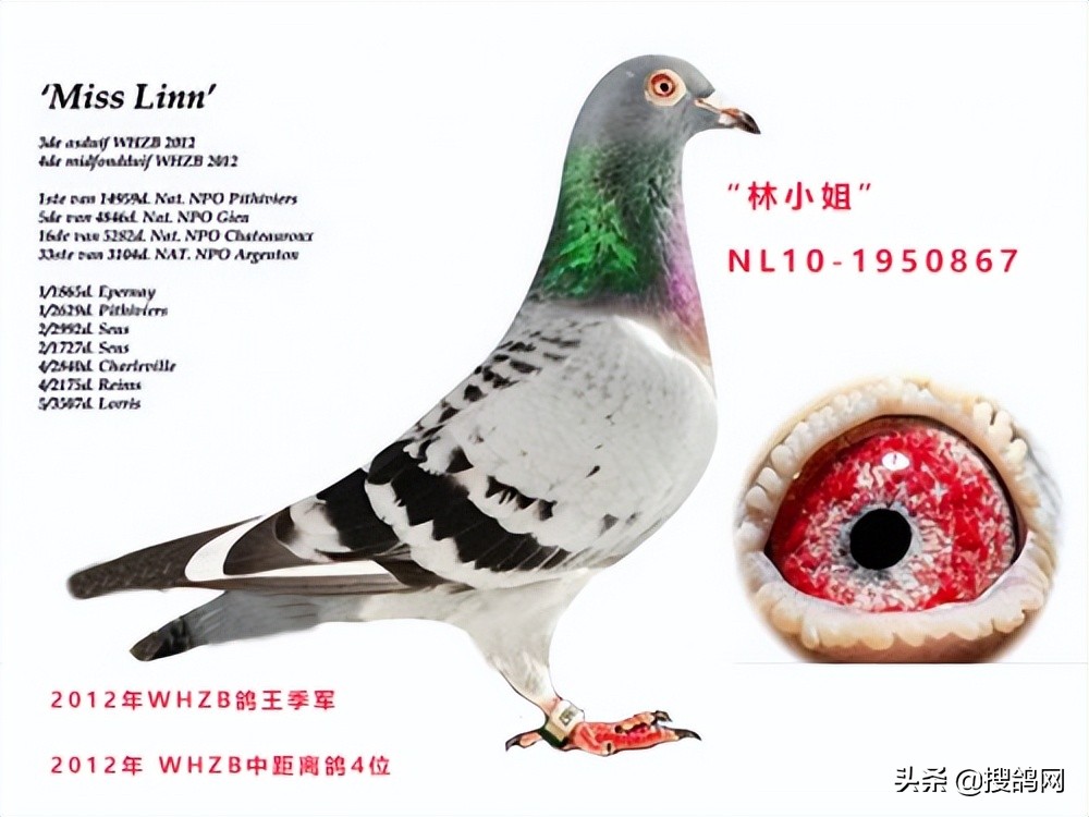 Frans Rutten of the Netherlands takes the top four of 15,900 pigeons ...