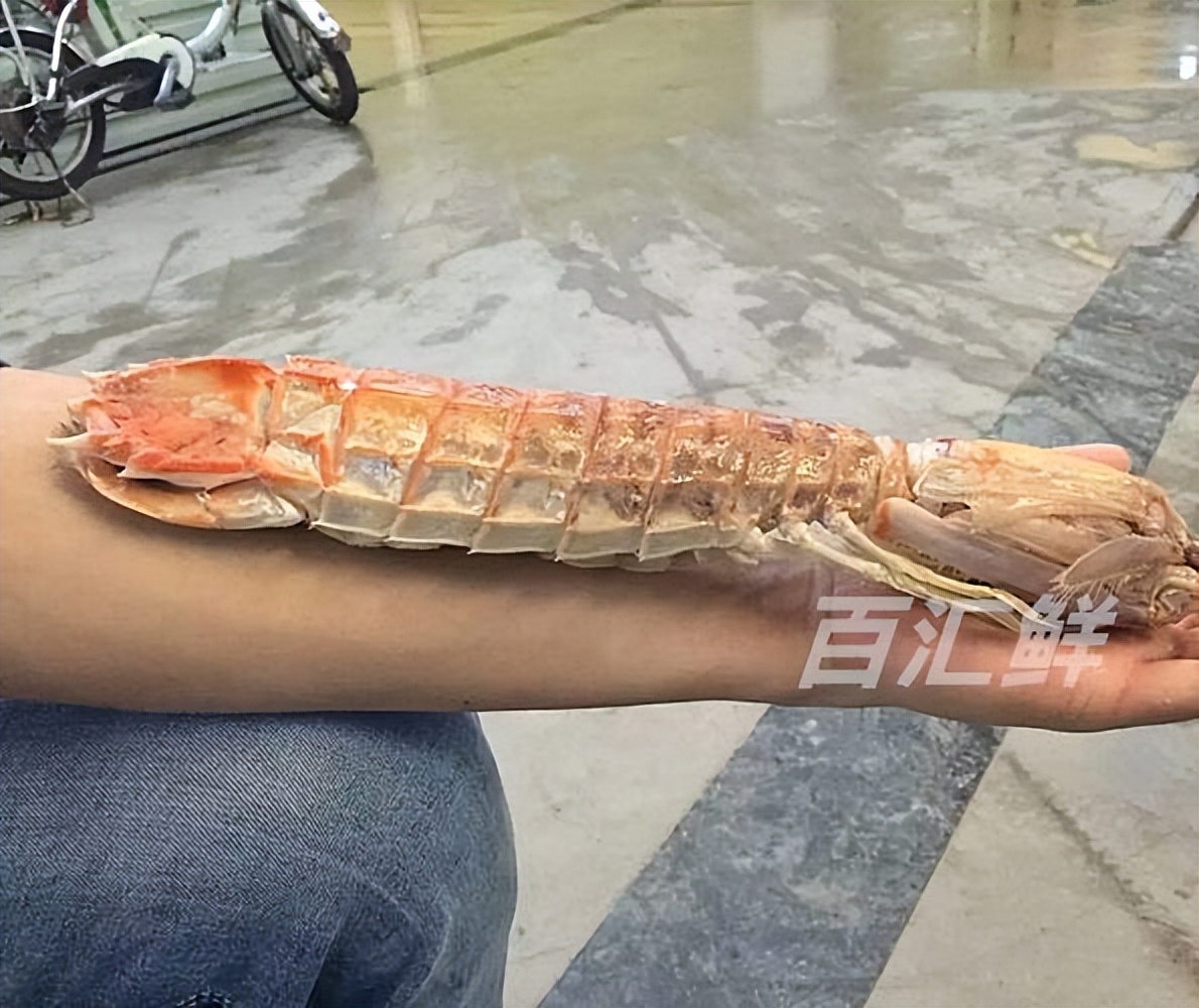 After the tide goes out, you can dig zebra pipi shrimp at your stall ...