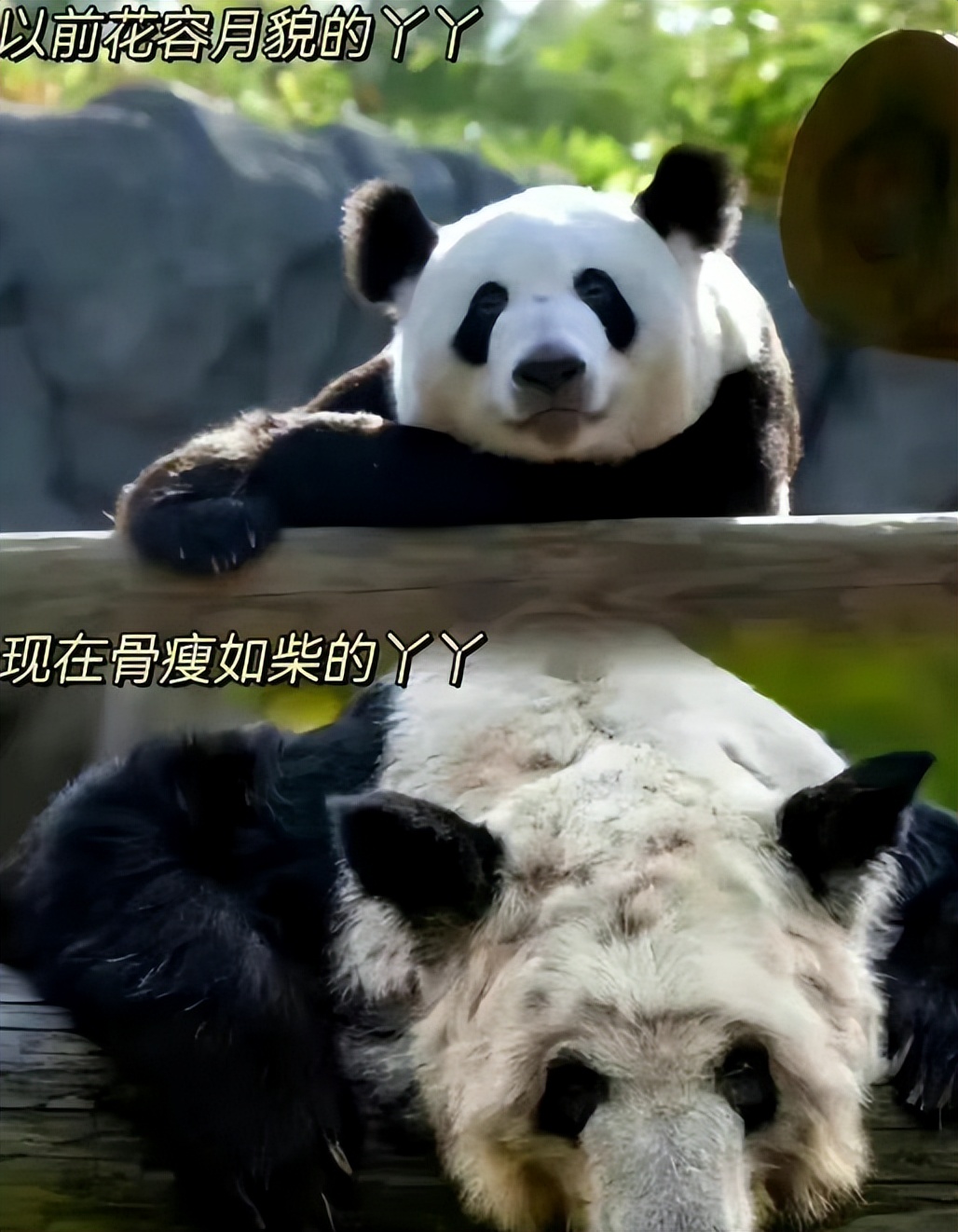 No abuse! The giant panda Yaya has been taken care of by someone in the ...