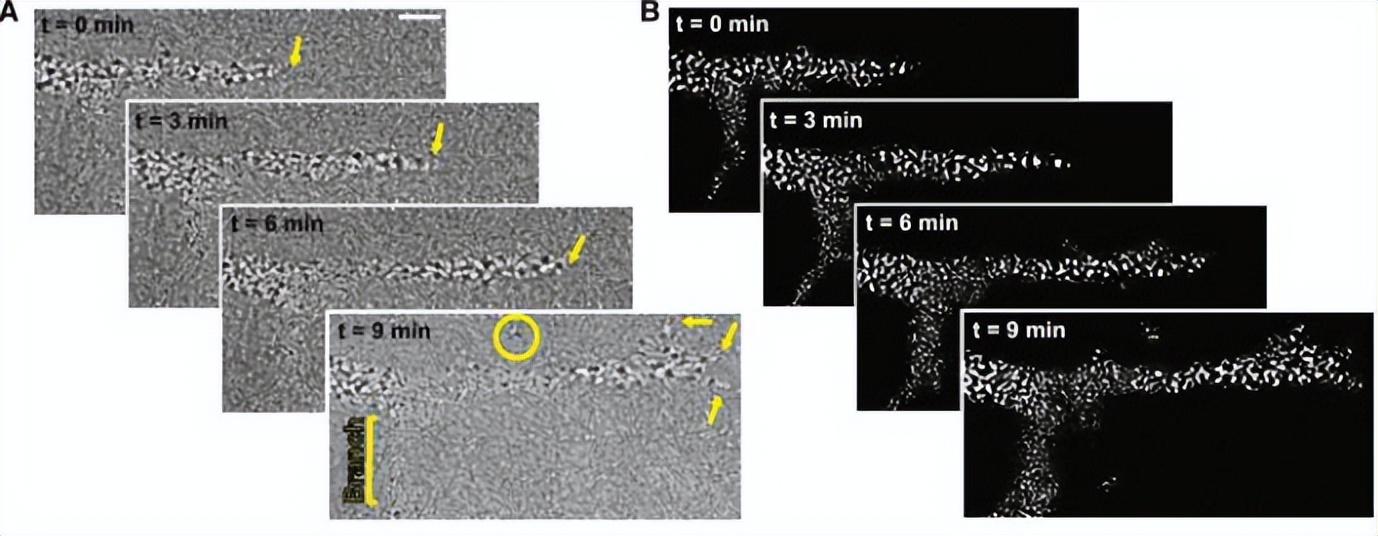 Exploring multicellular collectives that feed on bacteria: slime molds ...