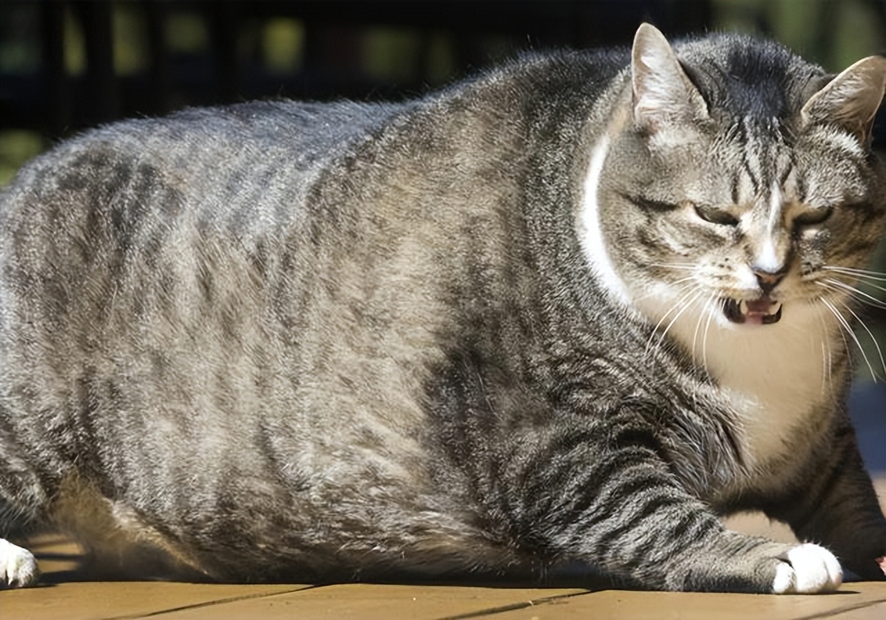 What is the harm of cats being too fat? It is easy to induce these 5 ...