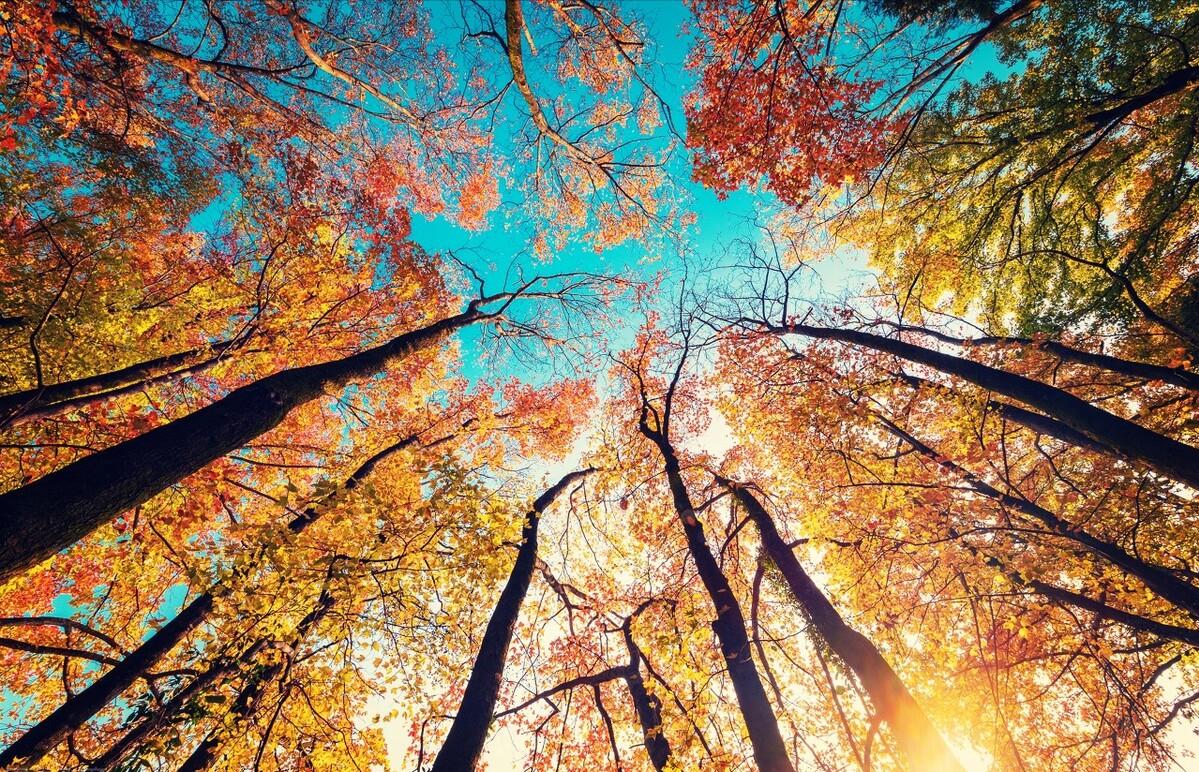 Autumn is sad but not inevitable, light cold is pleasant - iNEWS
