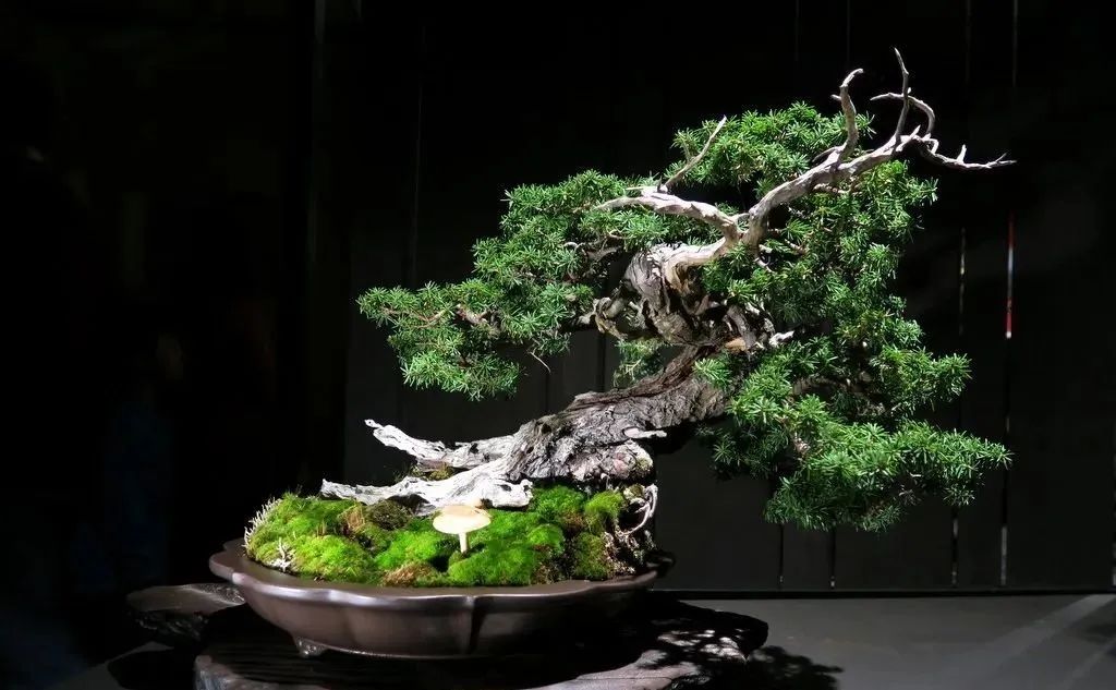 When playing bonsai, lift the roots up to play with taste - iNEWS