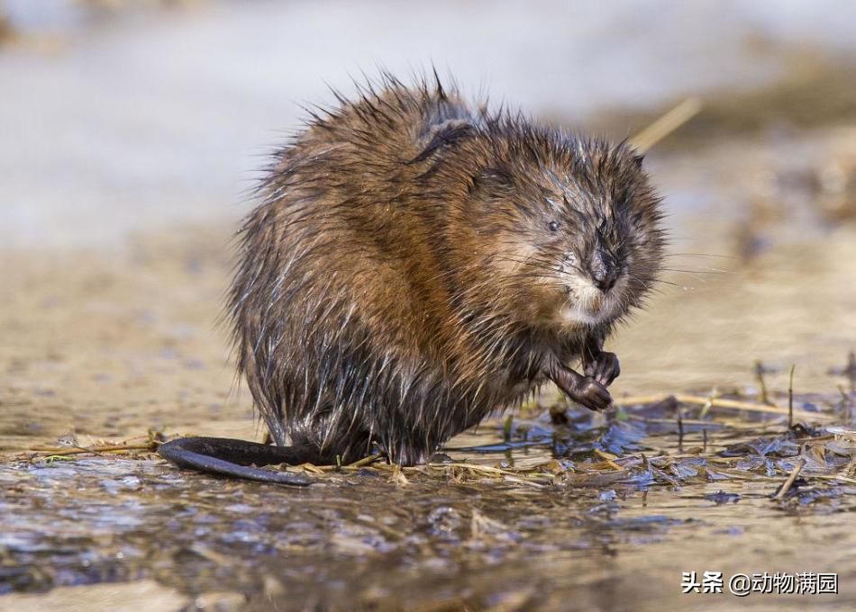 Species Encyclopedia: Muskrat - iNEWS