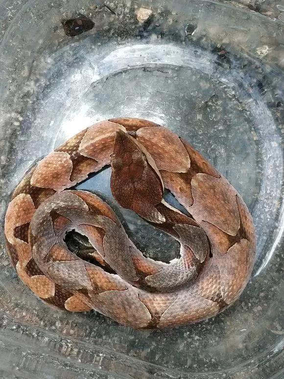 Bitten by a five-step snake, the man was almost amputated by using fire ...