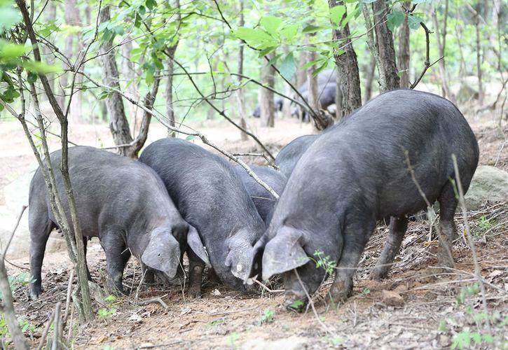 A pig hanged for 53 years, the "stinky pork" specially used to ...