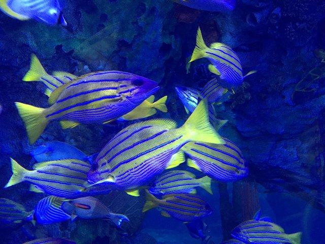 Why do oceans have different colors in different places? - iNEWS