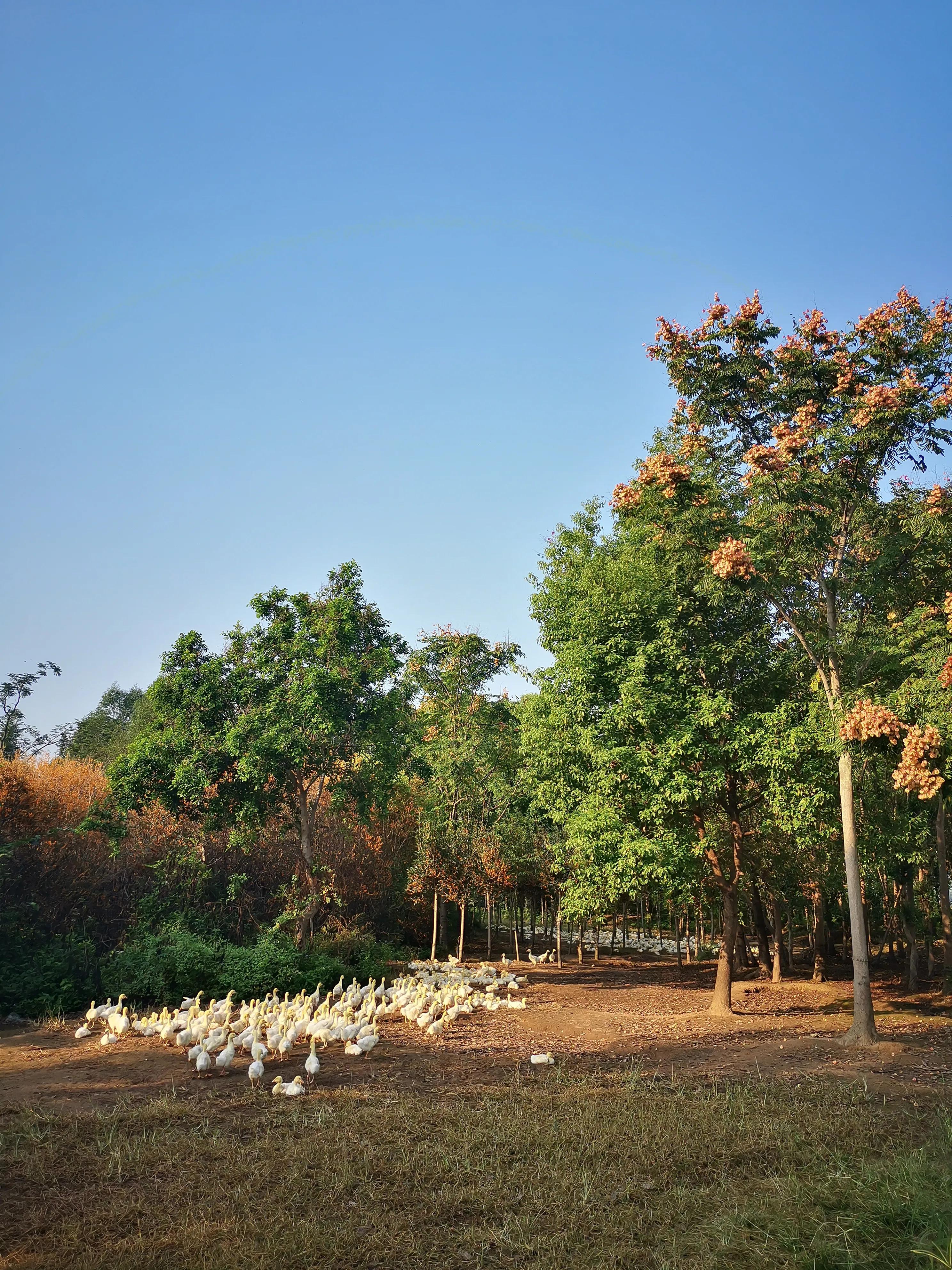 Qingjiang Town - iNEWS