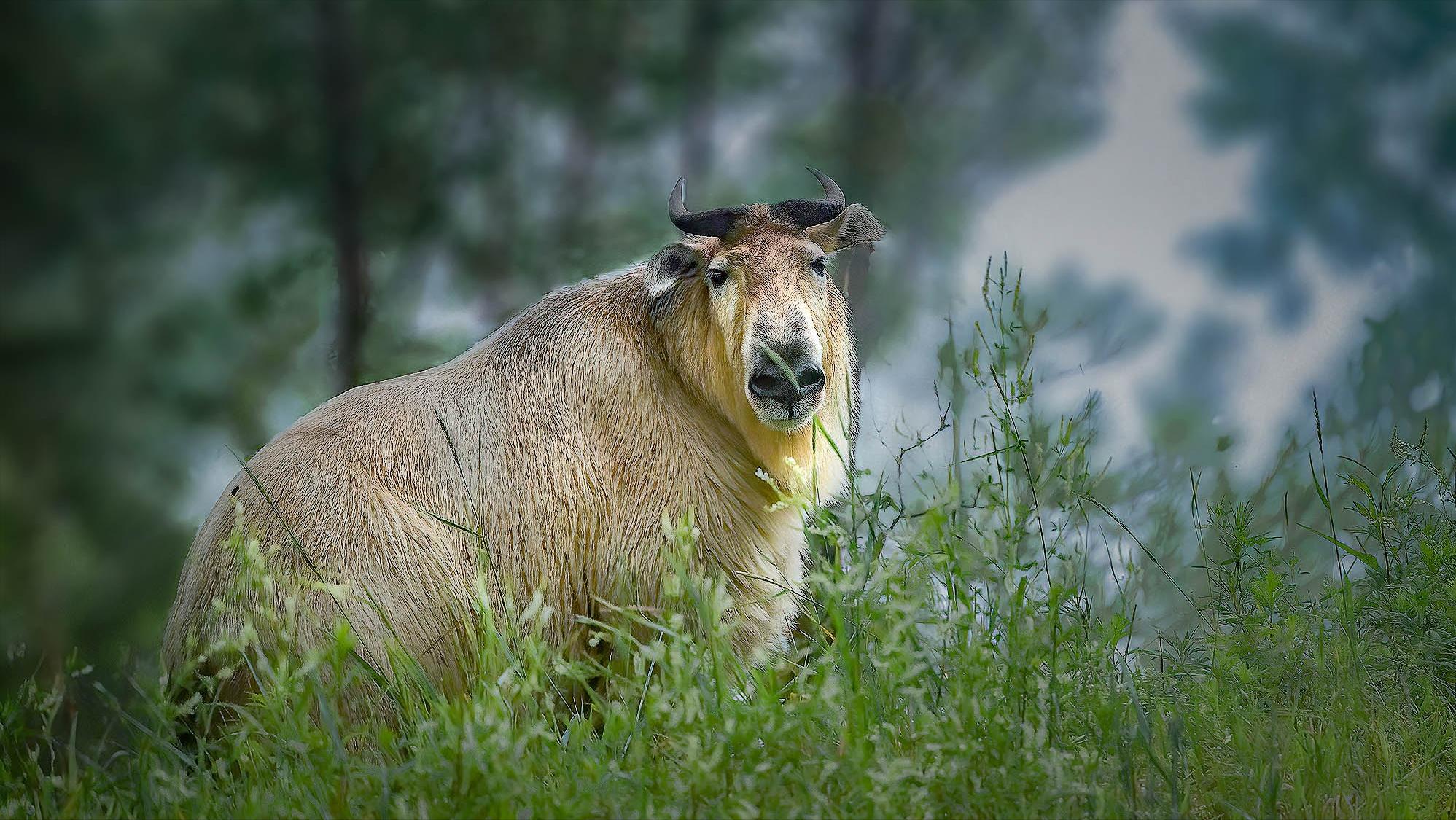 Qinling's "six unlike" takins: like cattle and sheep, local flooding is ...