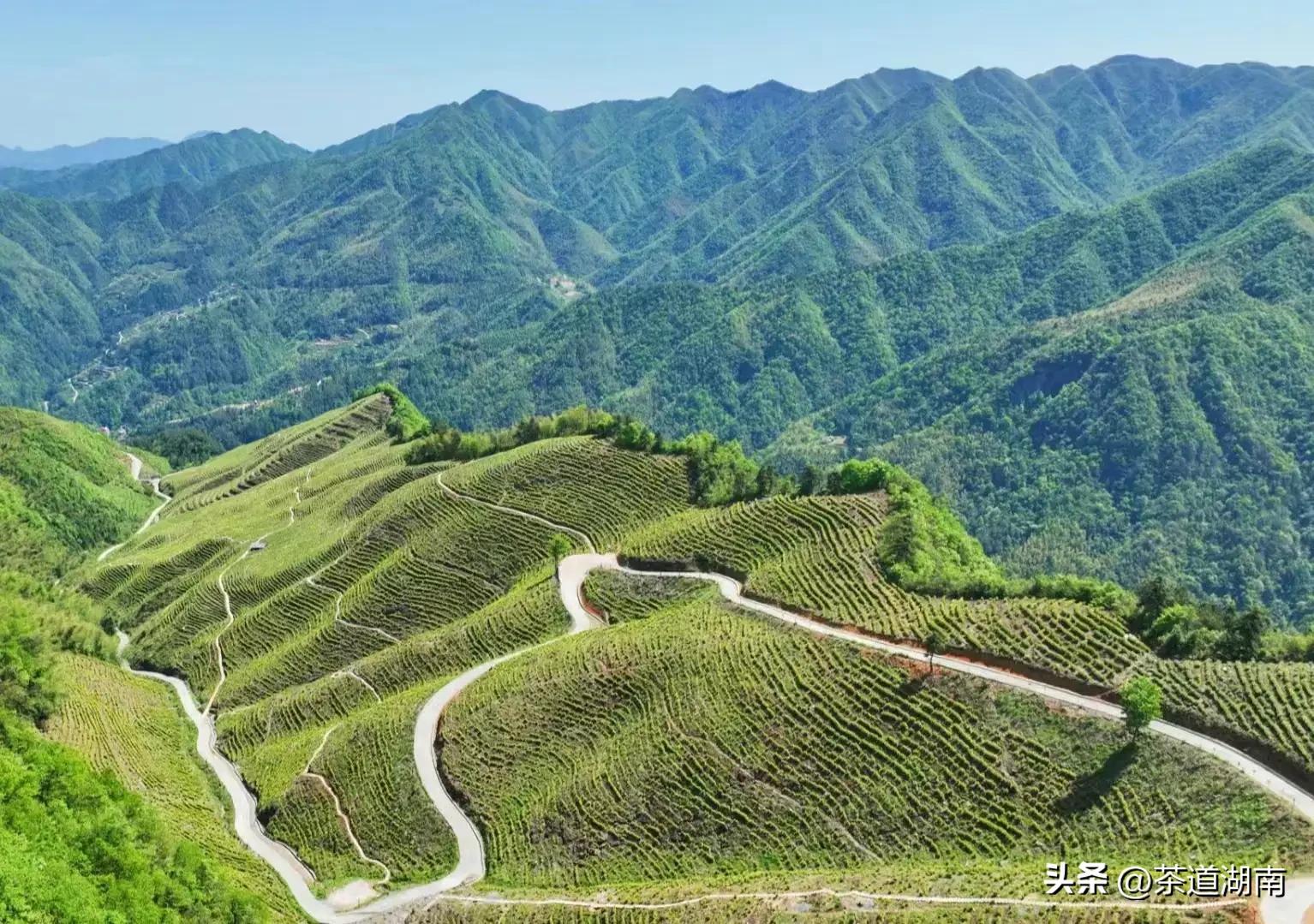 Tianmen: the most precious thing in language is tea - iNEWS