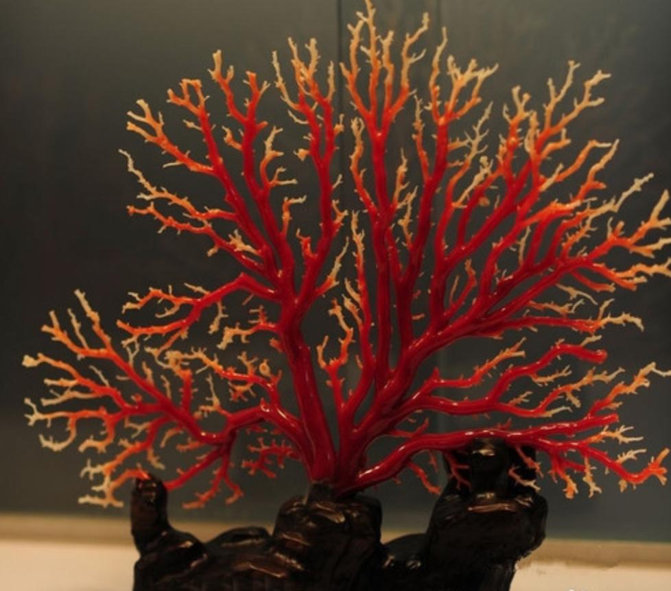 Red Coral - Not Your Imagined Plant, It's An Animal - iNEWS