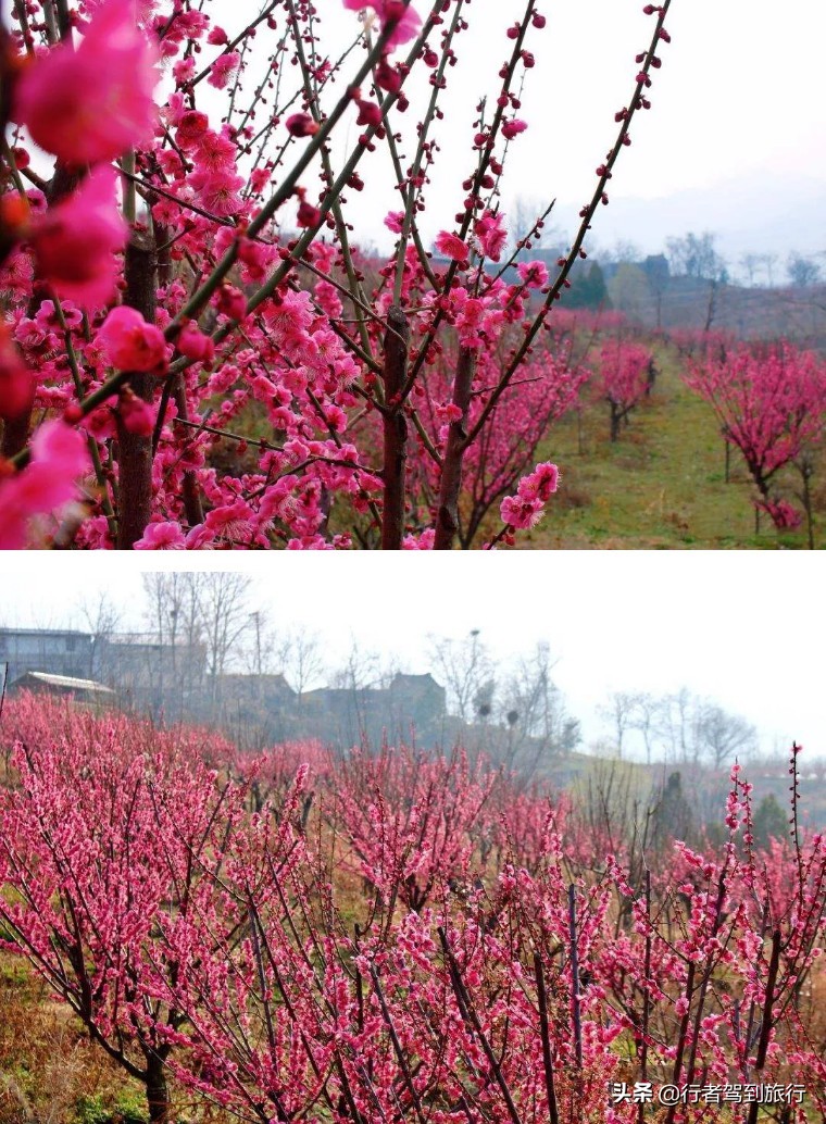 During the week: From week to week, thousands of mu of red plums are ...