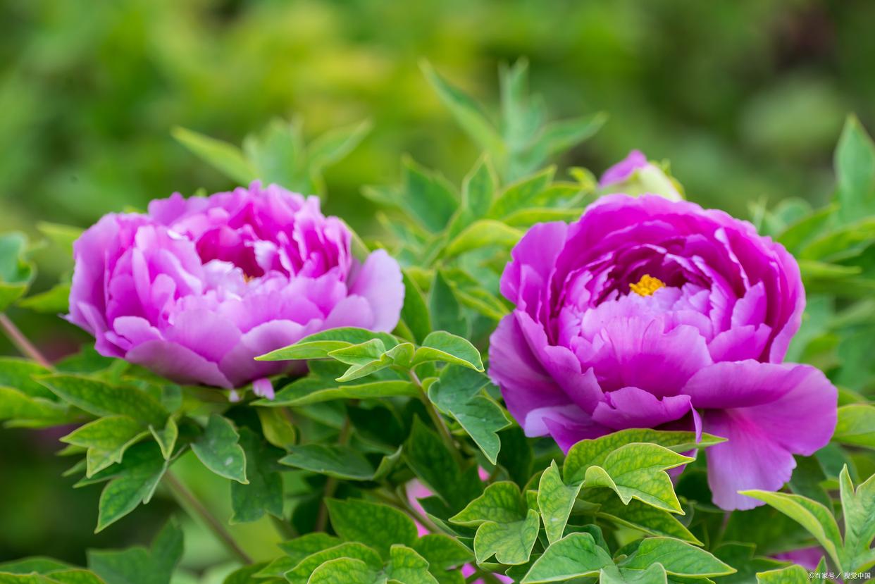 22-year-old Li Shangyin wrote the most beautiful "Peony" poem, the ...
