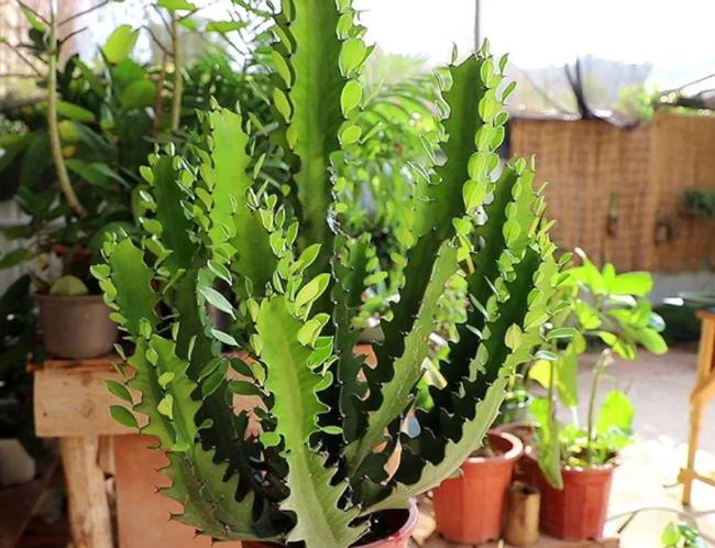 Yellow leaves and rotten roots of keel in summer?Do "4 points" well ...