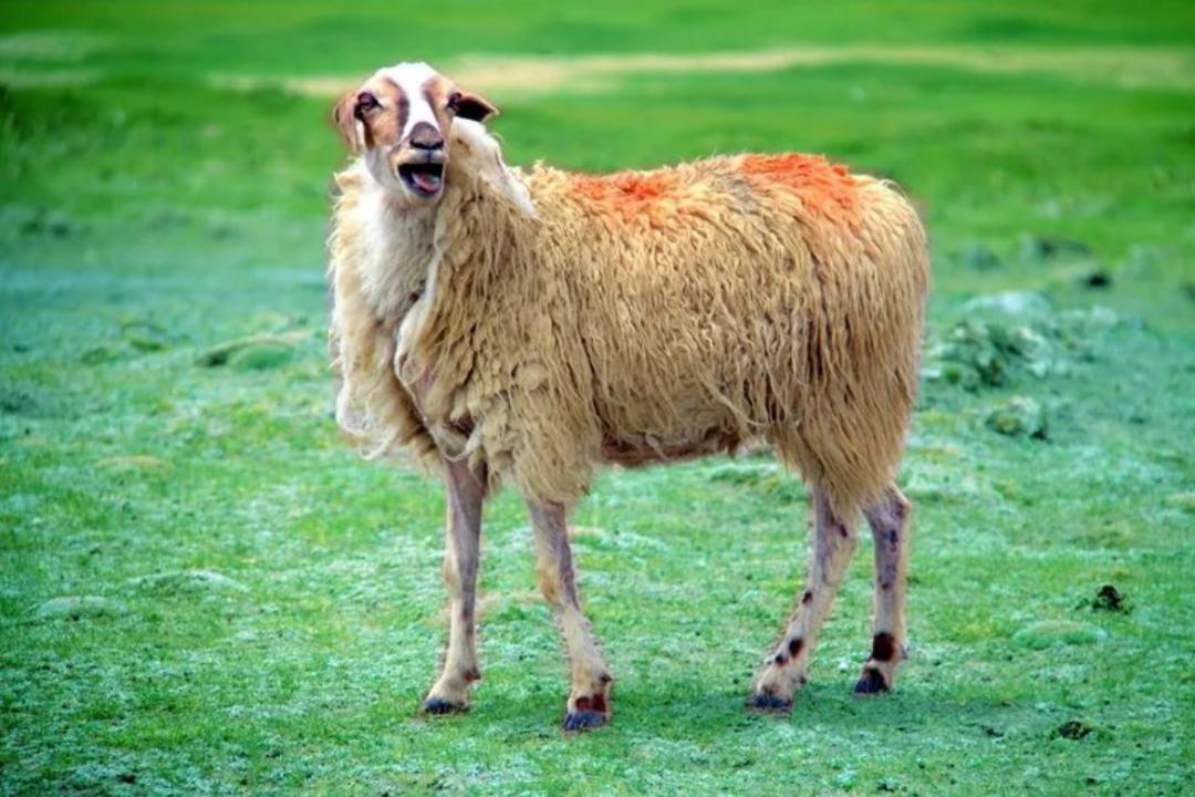 Have you seen such a happy sheep? - iNEWS