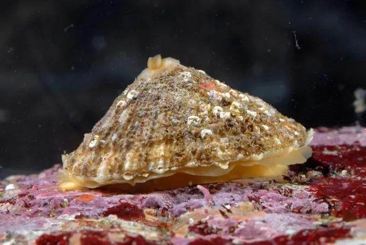 Limpets: tooth components can be used to make body armor - iNEWS