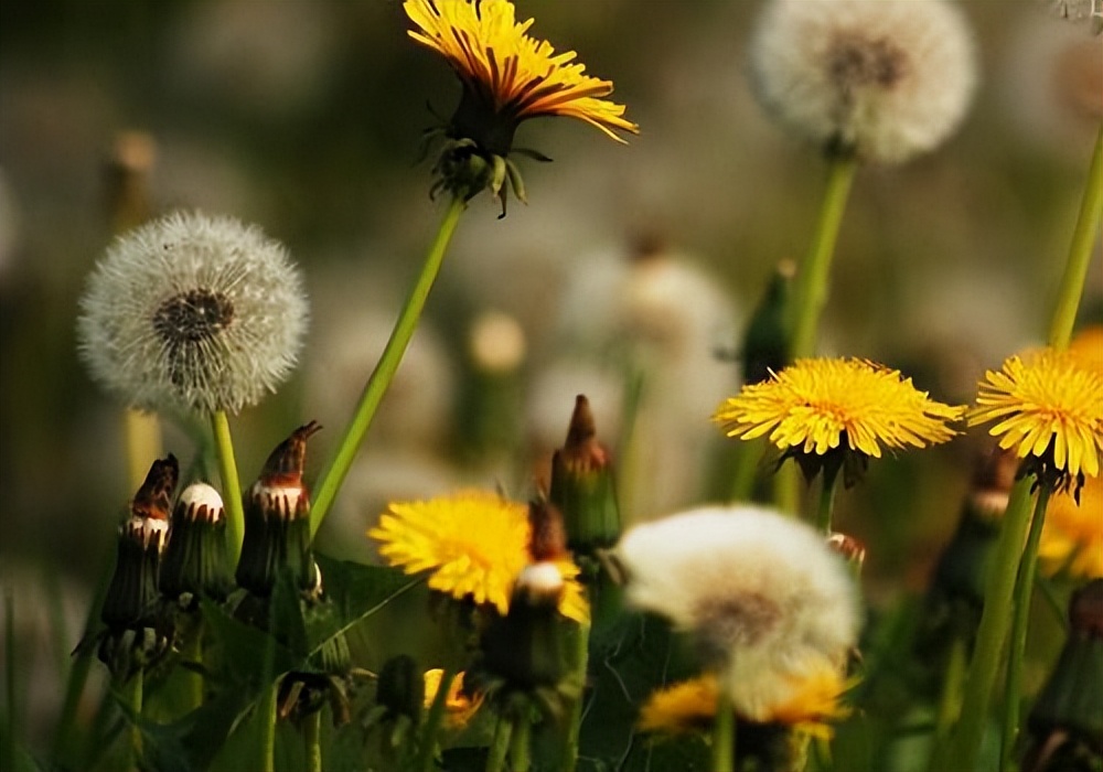 Chinese medicine and meritorious service?Dandelion can destroy 98% of ...