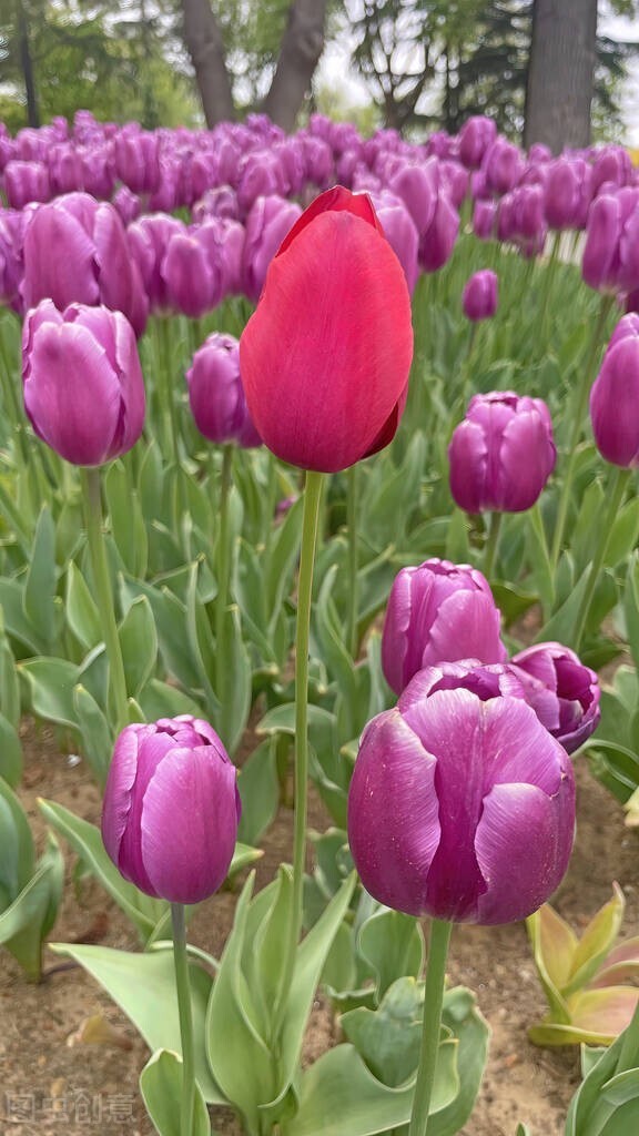 There is sustenance in the poem of chant (1) - iNEWS