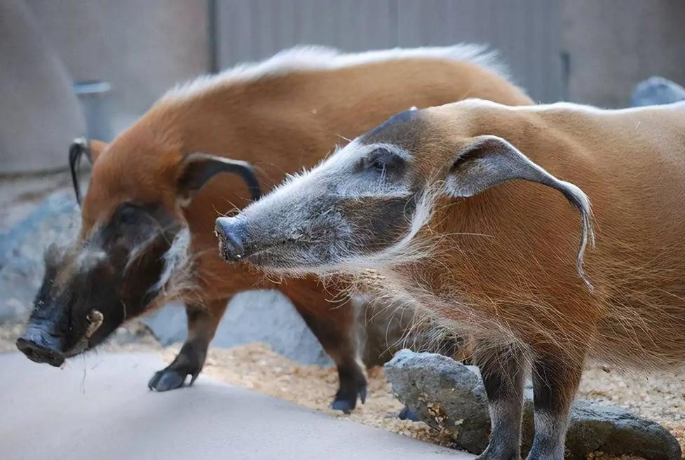 How terrible is the Chinese eating 670 million pigs and the Red River ...