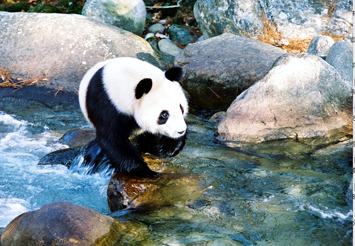 In Foping, there is one giant panda for every 200 people? - iNEWS
