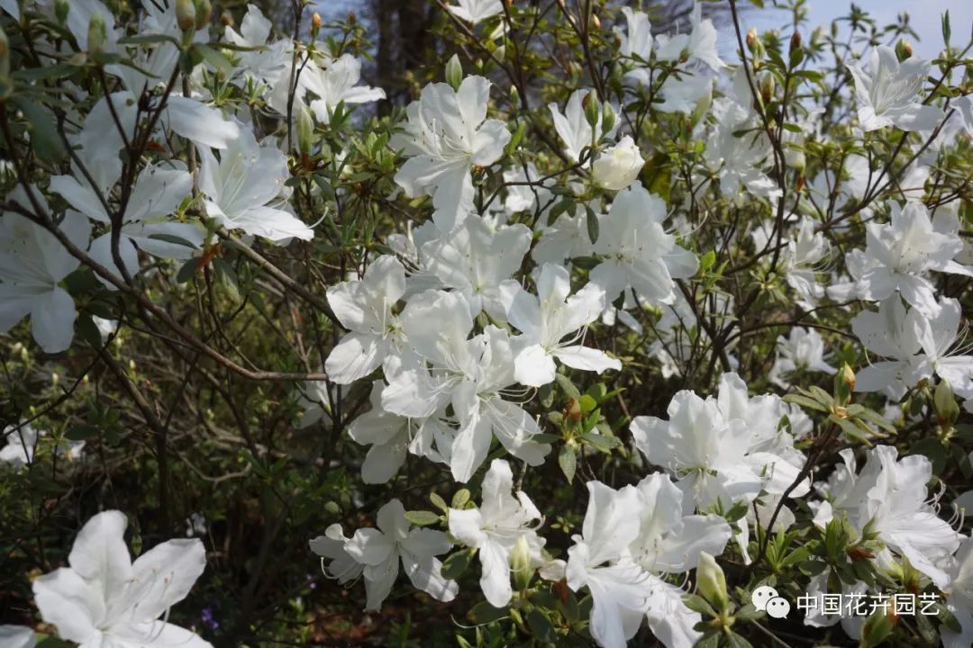 Main species groups and cultivation history of Rhododendron - iNEWS