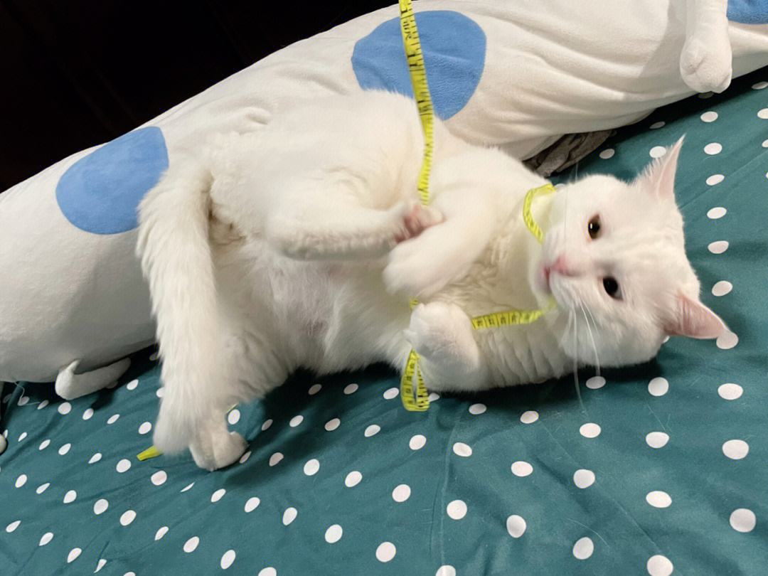 Know your cat's "normal weight" and tell if it's overweight or ...