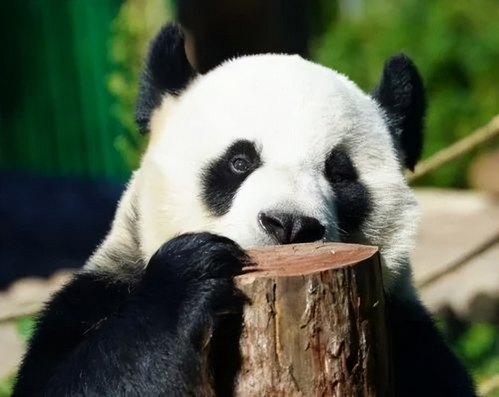 Two girlfriends, one "transgender" and one "change heart", the giant ...