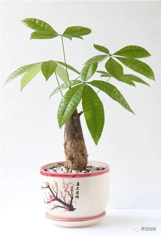 How to raise a fortune tree to be more prosperous remember these three ...