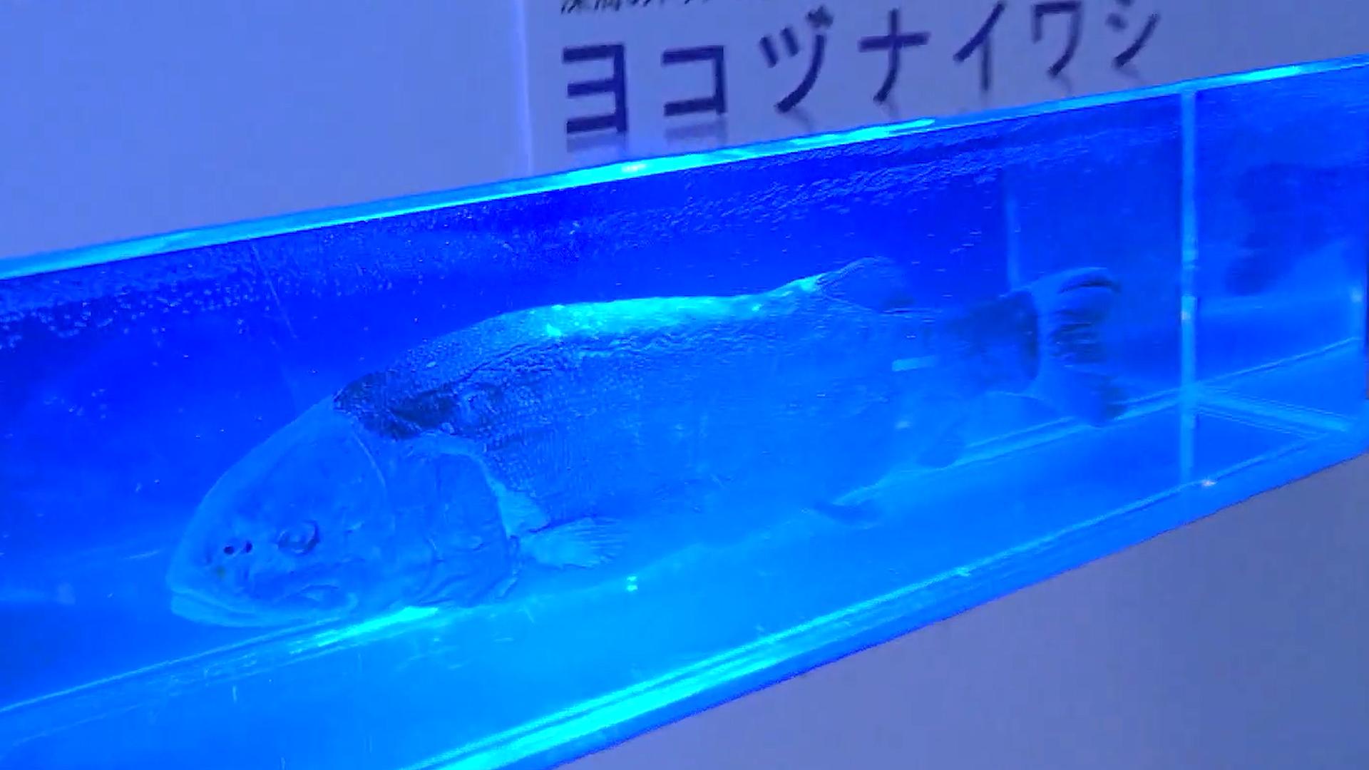 Japan found giant deep-sea fish at a depth of 2 kilometers - iNEWS