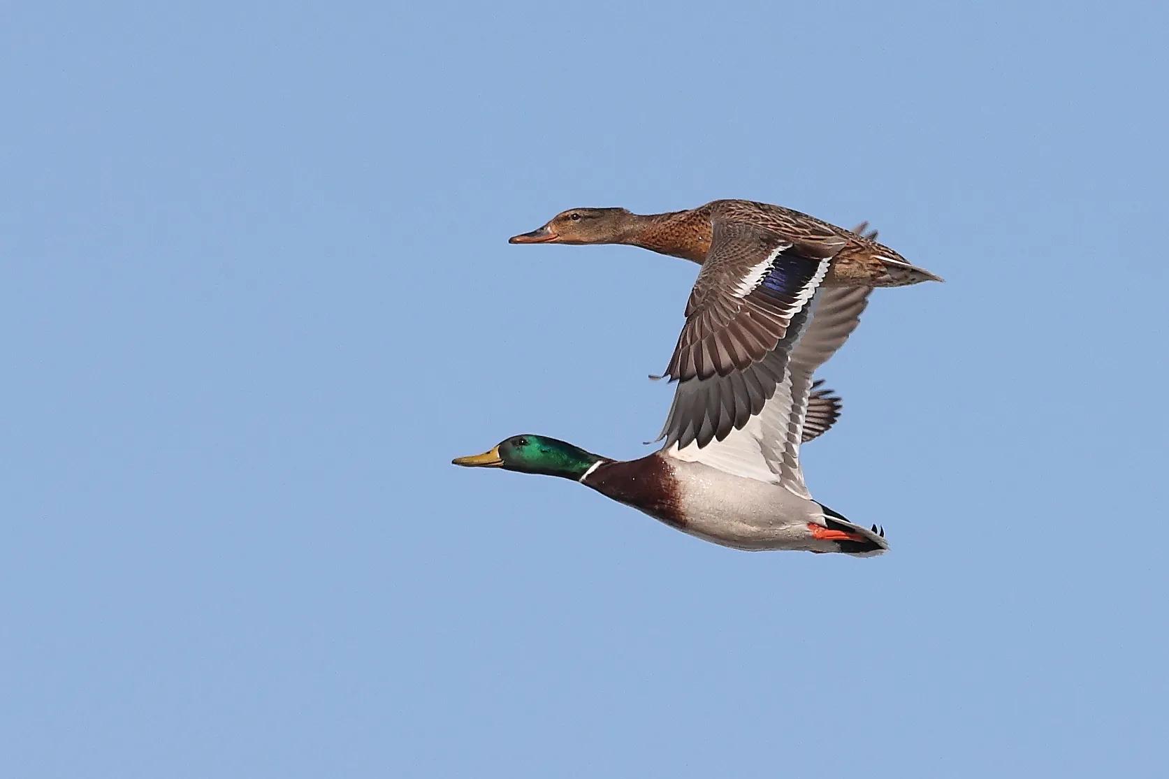 Double Sleep and Double Fly (Original) - iNEWS